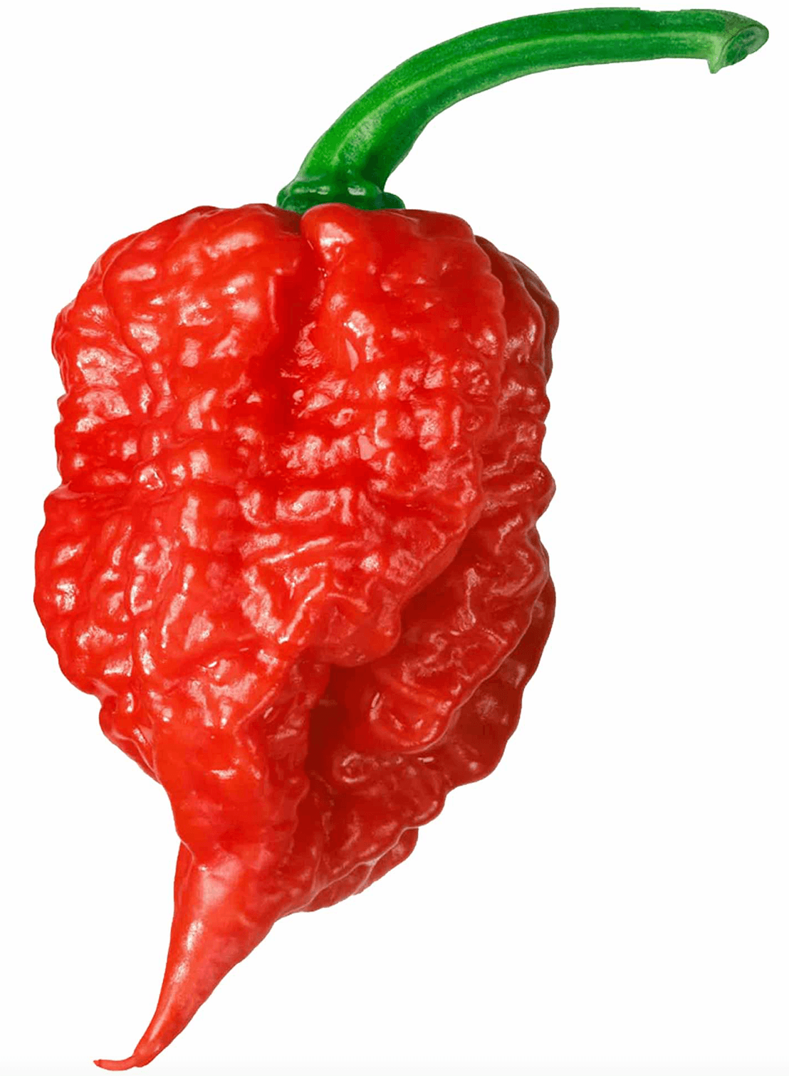 Carolina Reaper Chilli Seeds Herbs And Spices Australia Carolina Reaper Chilli Seeds Herbs And Spices Australia